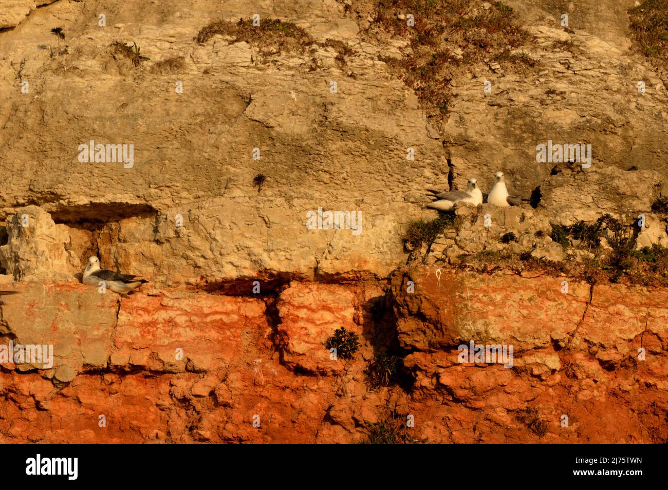 Uk beach nesting birds hi-res stock photography and images - Alamy