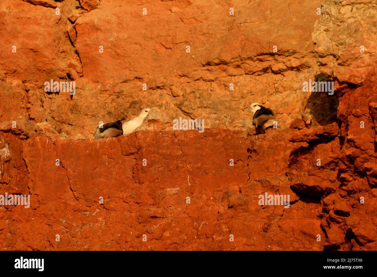 Uk beach nesting birds hi-res stock photography and images - Alamy