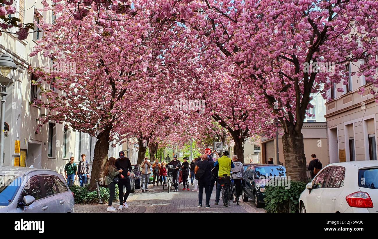 Cherry blossom in old town in Bonn Stock Photo - Alamy