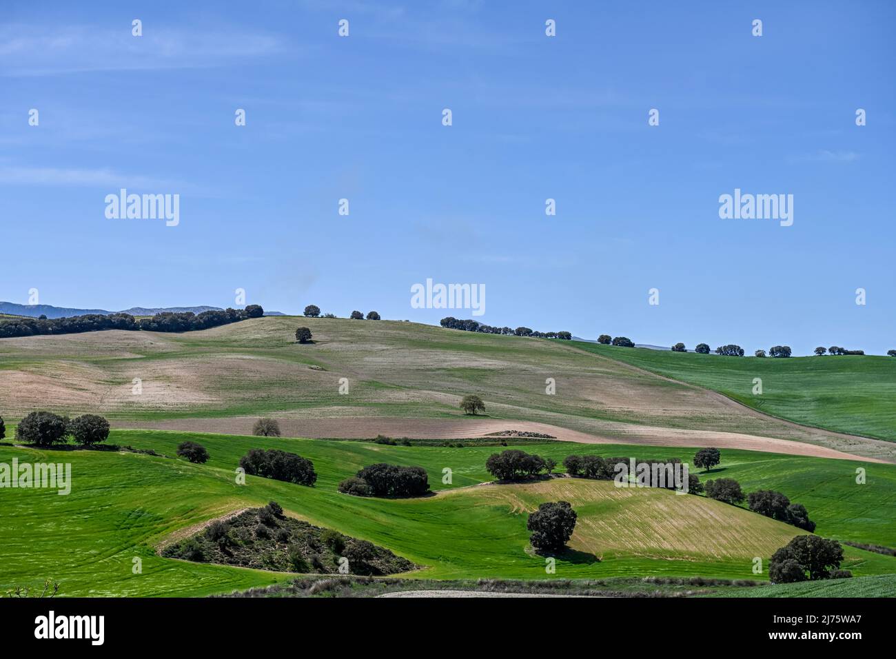 Panoramic view of a cereal field, with isolated trees in the Dehesa ...
