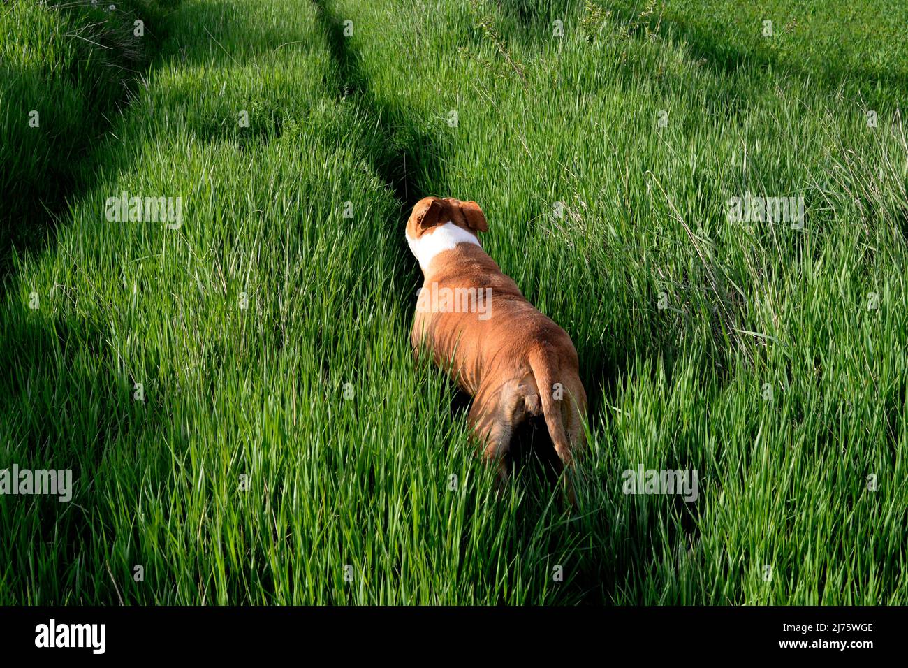 Dog rests on grass hi-res stock photography and images - Alamy