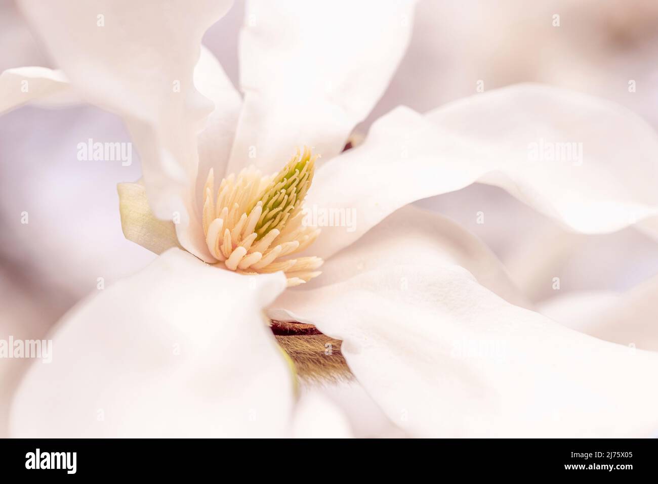 Magnolia flower photography hi-res stock photography and images - Alamy