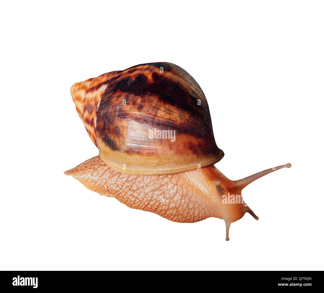 Big Giant African Snail Isolated On White Background With Clipping Path