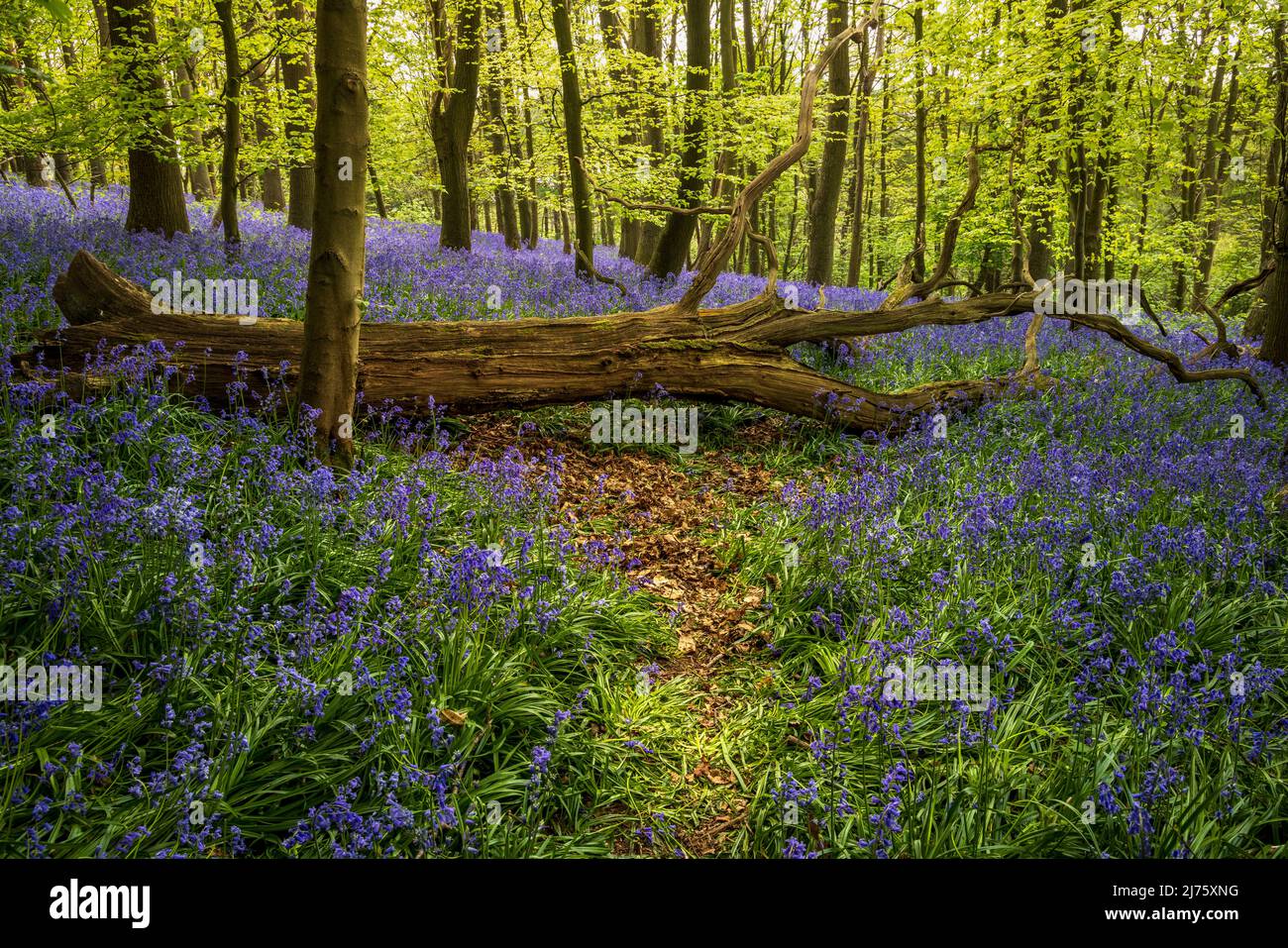 Spring Bluebells in Oxhill Wood, Cotswolds, England Stock Photo - Alamy