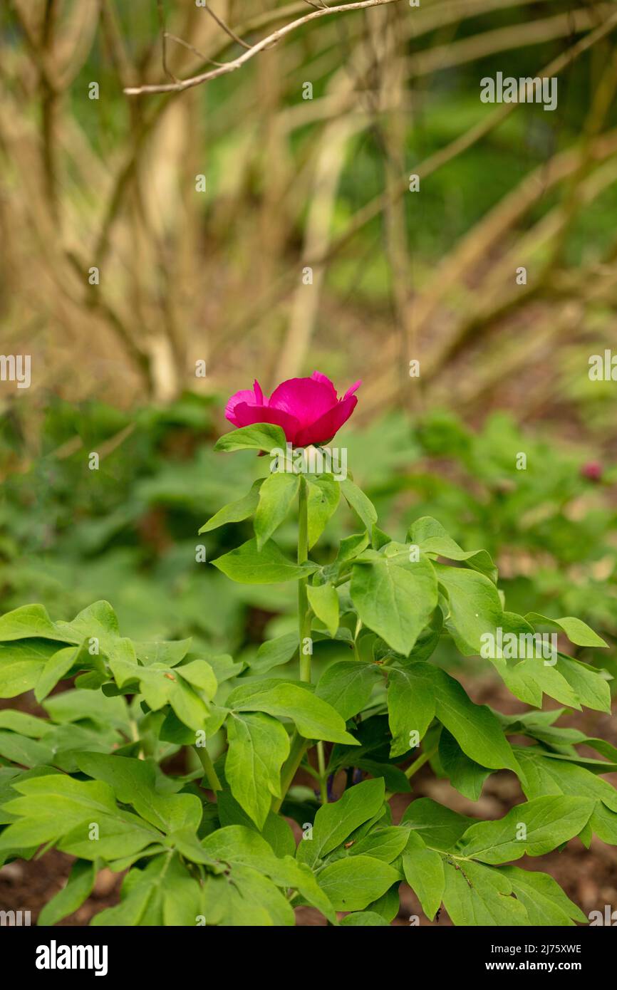 Spring flowering plant portrait of single Paeonia Officinalis ...