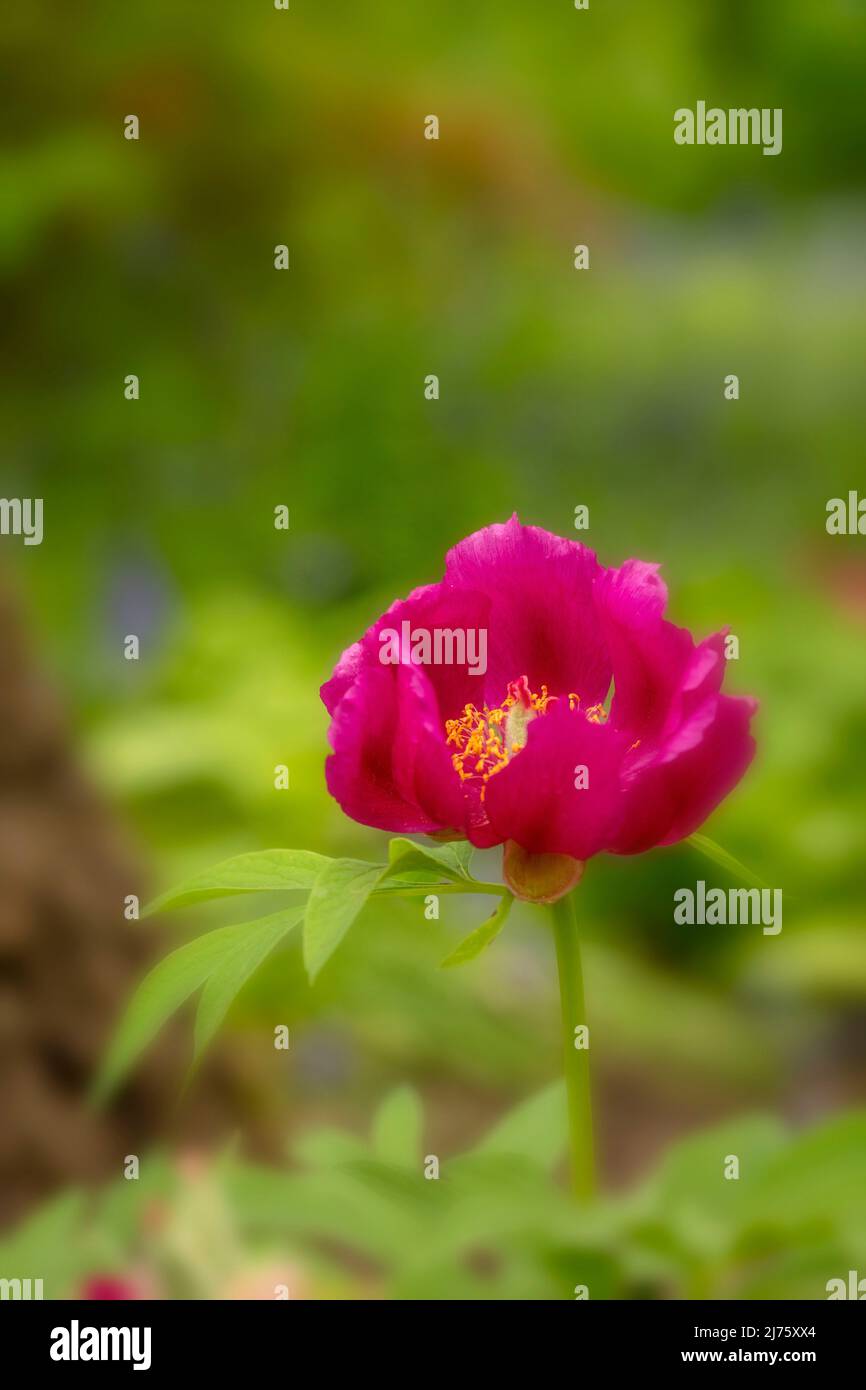 Spring flowering plant portrait of single Paeonia Officinalis ...