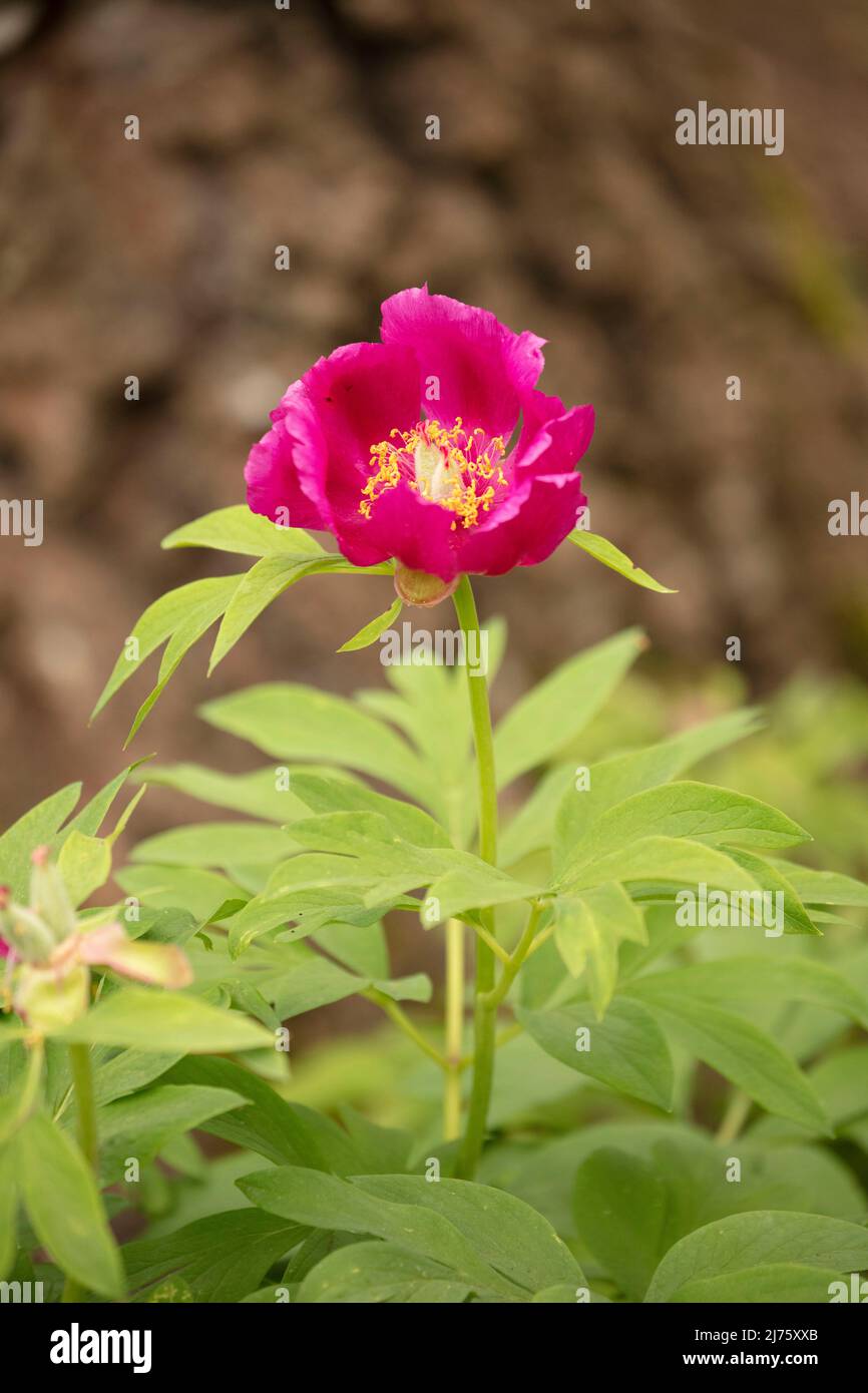 Spring flowering plant portrait of single Paeonia Officinalis ...