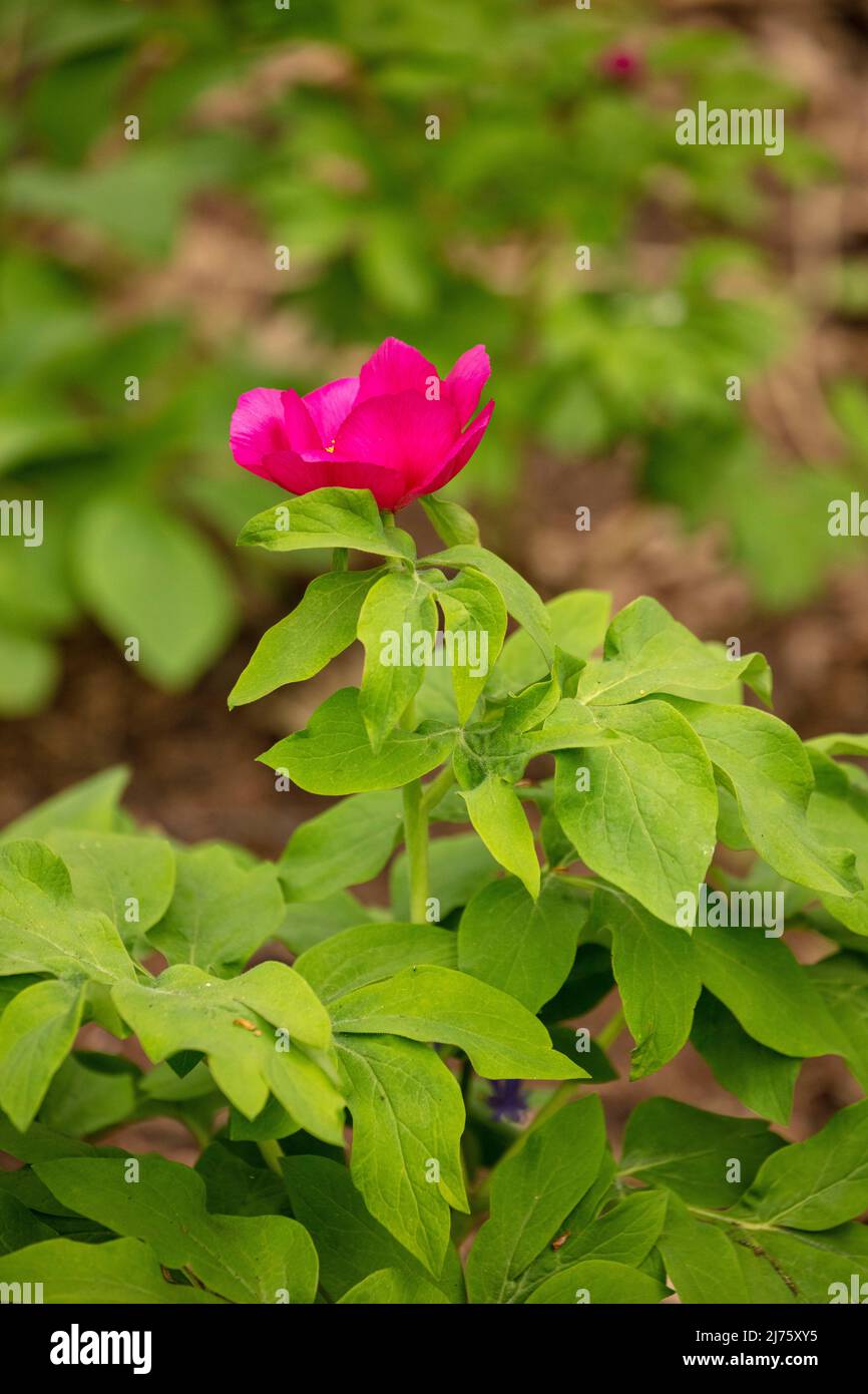 Spring flowering plant portrait of single Paeonia Officinalis ...