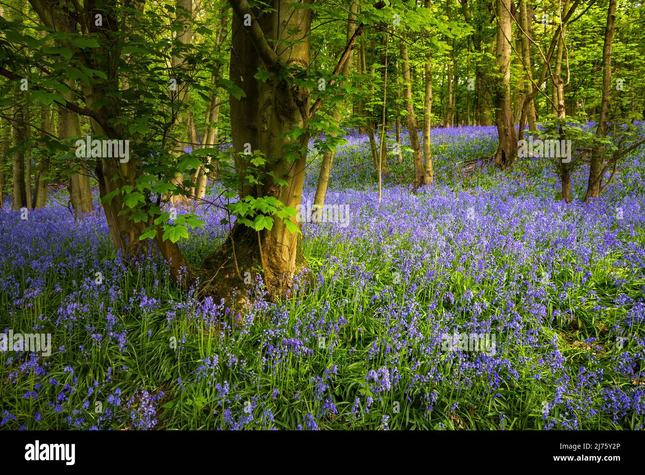 Spring cotswolds english landscape hi-res stock photography and images ...
