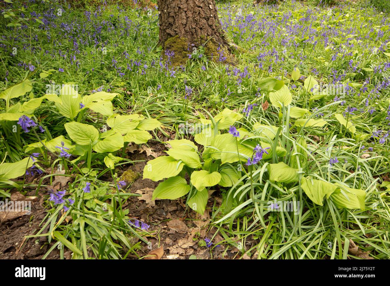 Intimate landscape with Bluebells and Hosta Honeybells, plantain lily ...