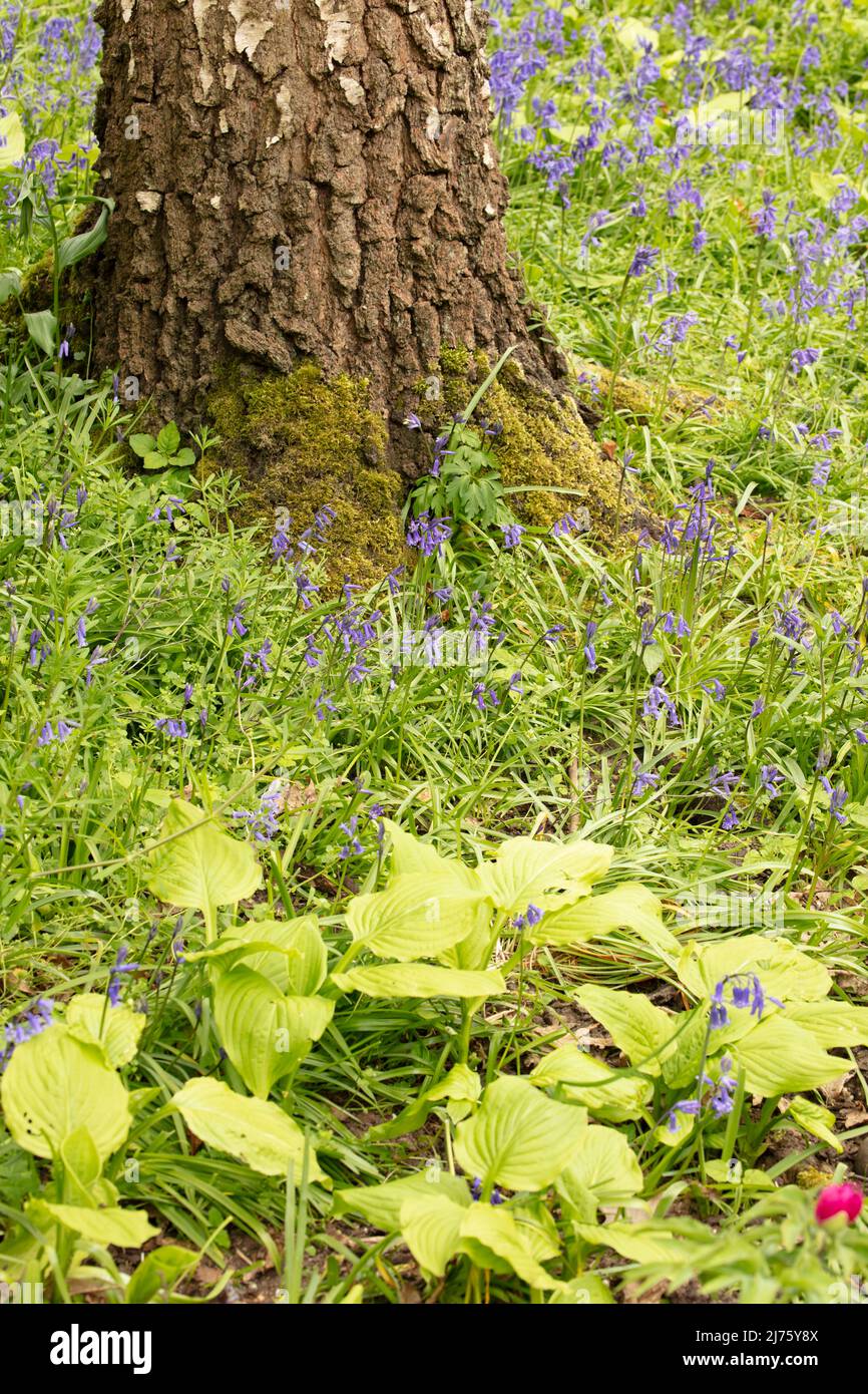 Intimate landscape with Bluebells and Hosta Honeybells, plantain lily ...