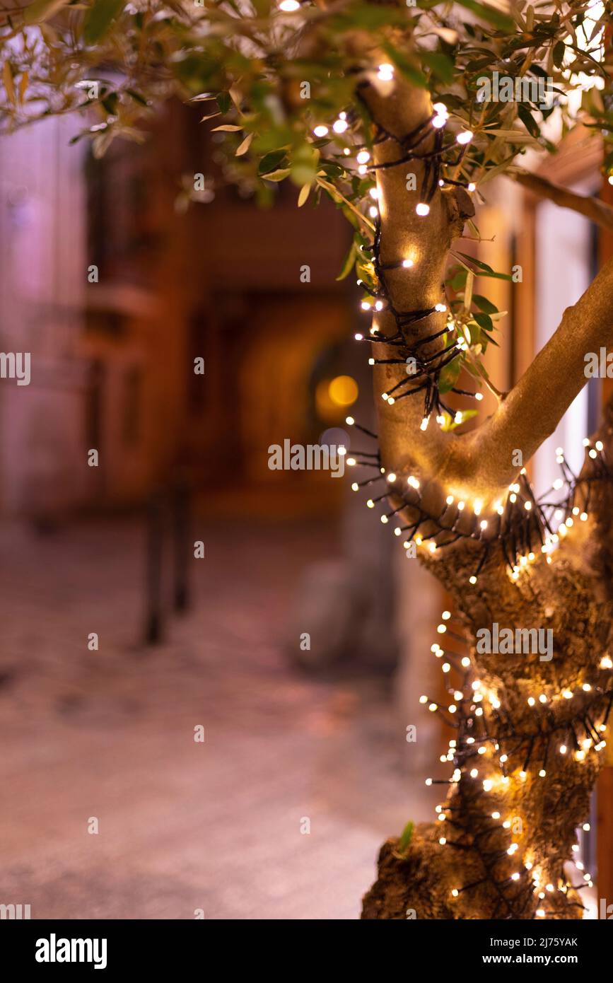 String of lights on a tree in the historic city center of Bari, Italy ...