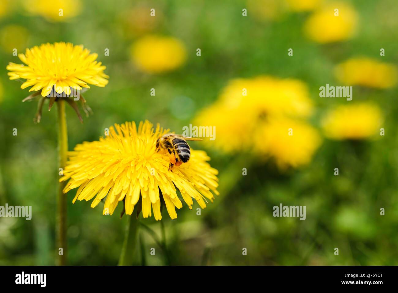 Detail closeup of honeybee, Apis Mellifera, european, western honey bee ...