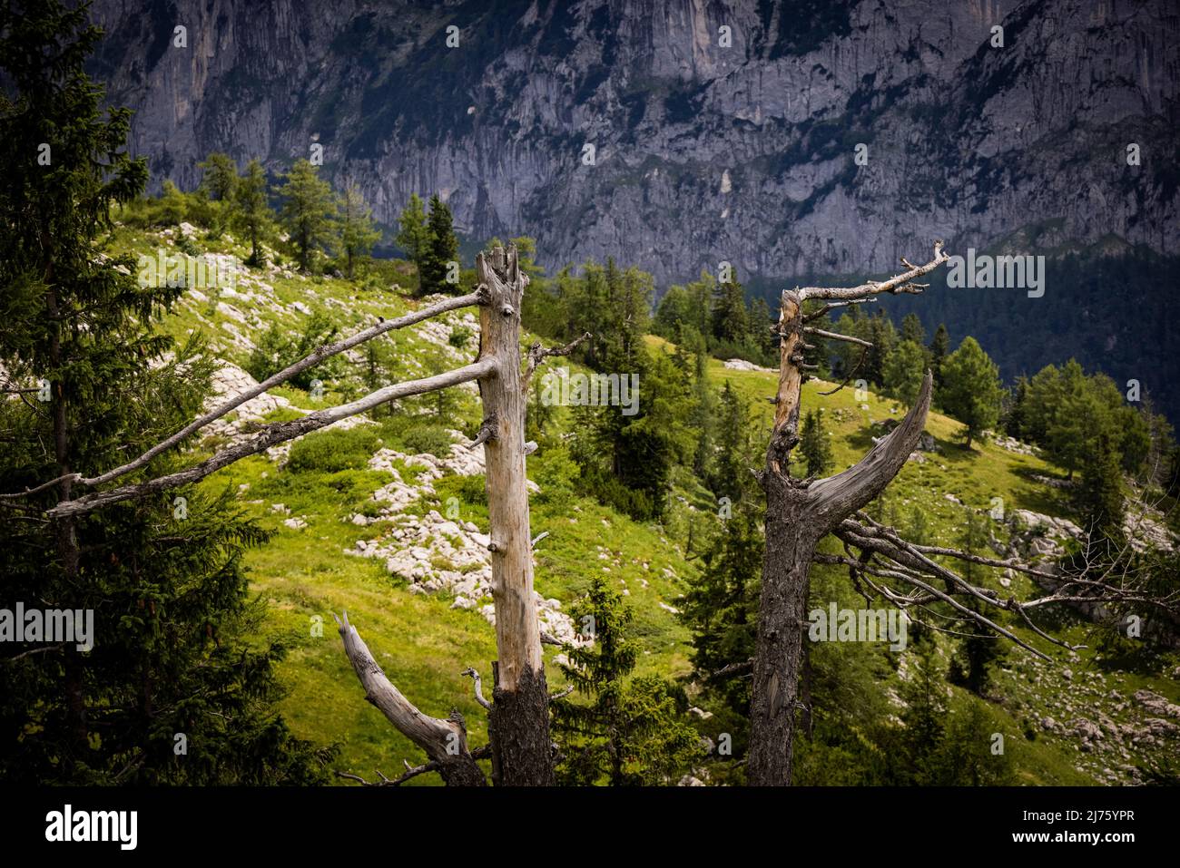 Mountain landscape in the Austrian Alps coniferous trees on the ...