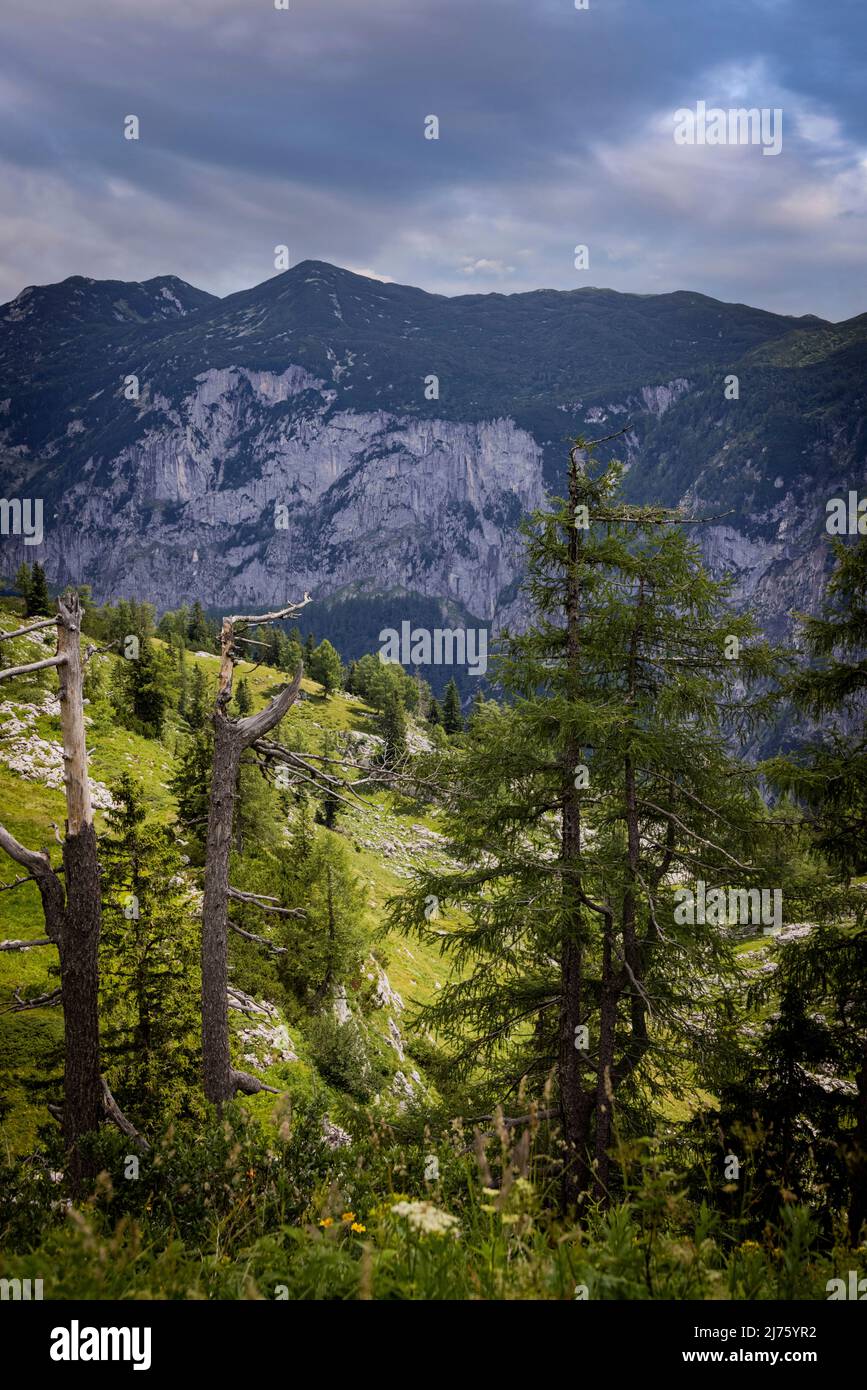 Mountain landscape in the Austrian Alps coniferous trees on the ...