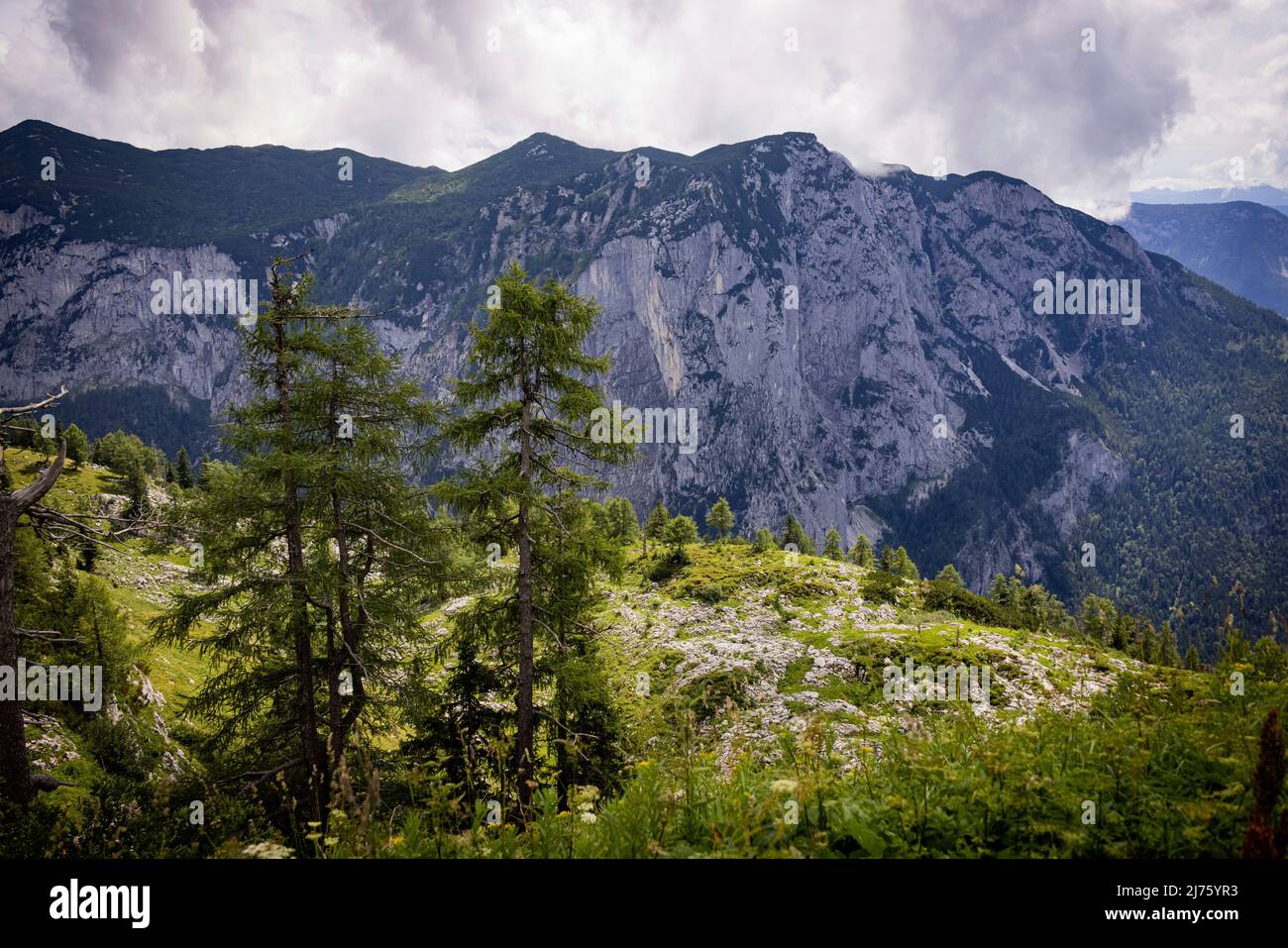 Mountain landscape in the Austrian Alps coniferous trees on the ...