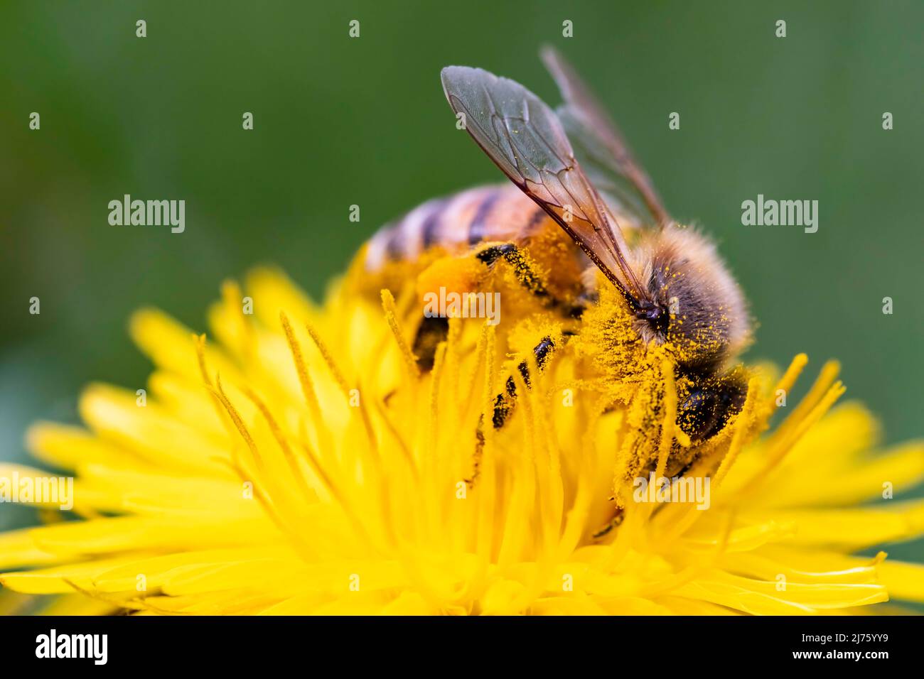 Detail closeup of honeybee, Apis Mellifera, european, western honey bee ...