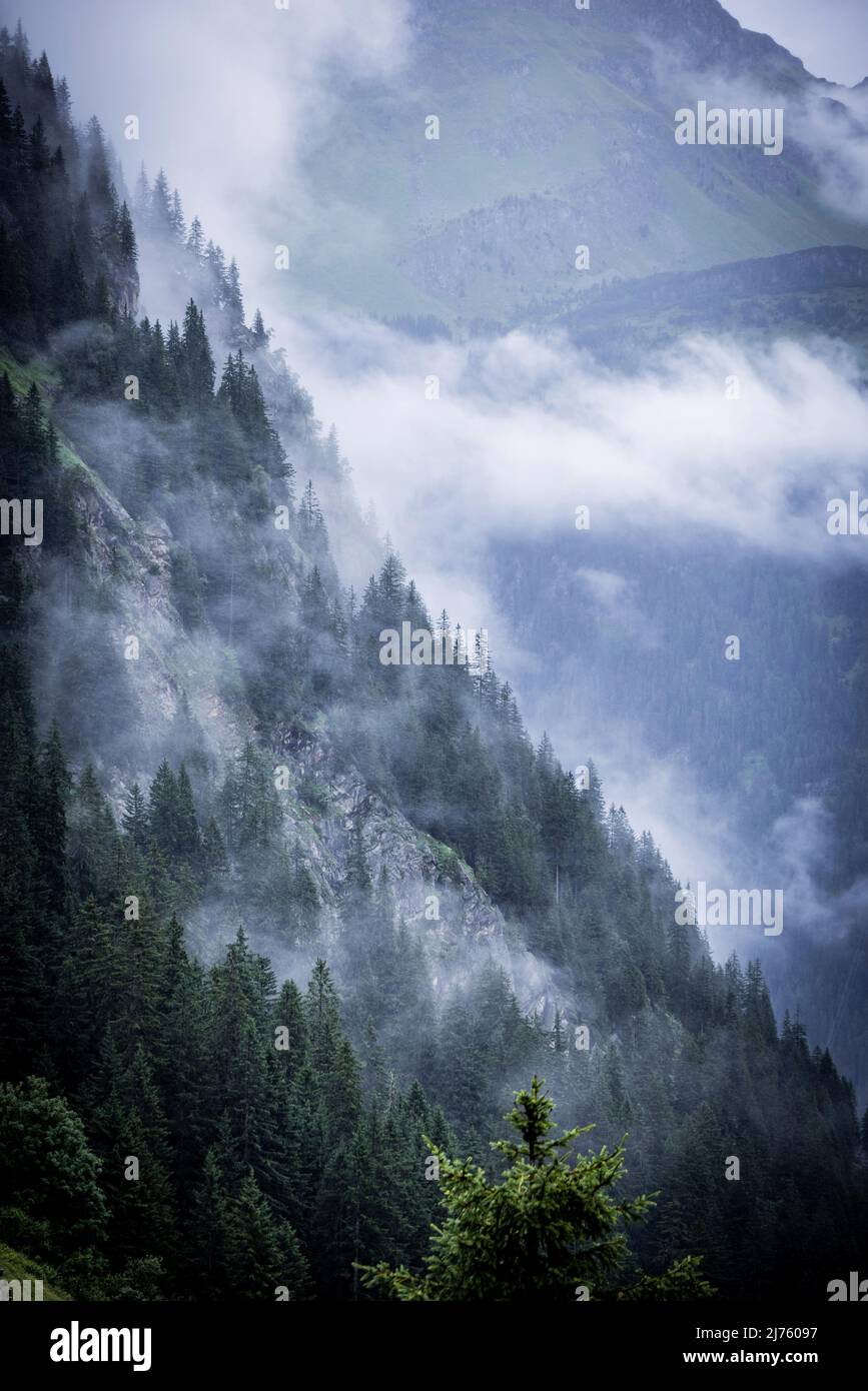 Deep clouds over the fir trees in the austrian alps hi-res stock ...