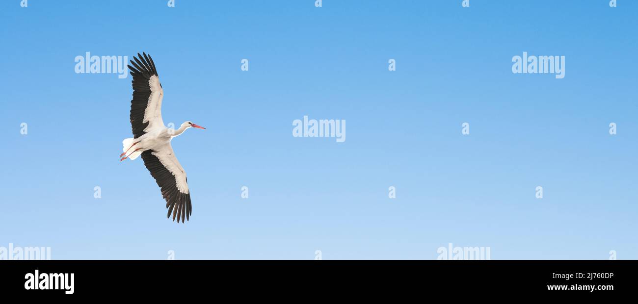 Stork in blue sky Stock Photo - Alamy