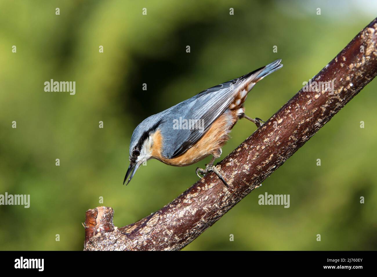 Nuthatch (Sitta europaea) running upside down on a branch, Ovronnaz ...