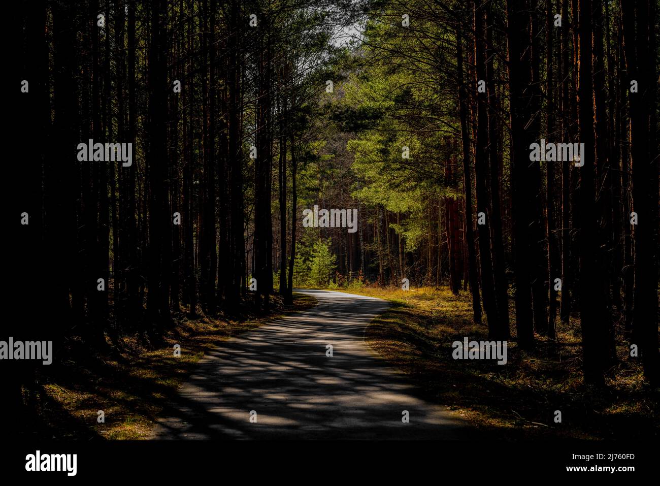 Cycle path in spring in a pine forest, light and shade Stock Photo - Alamy