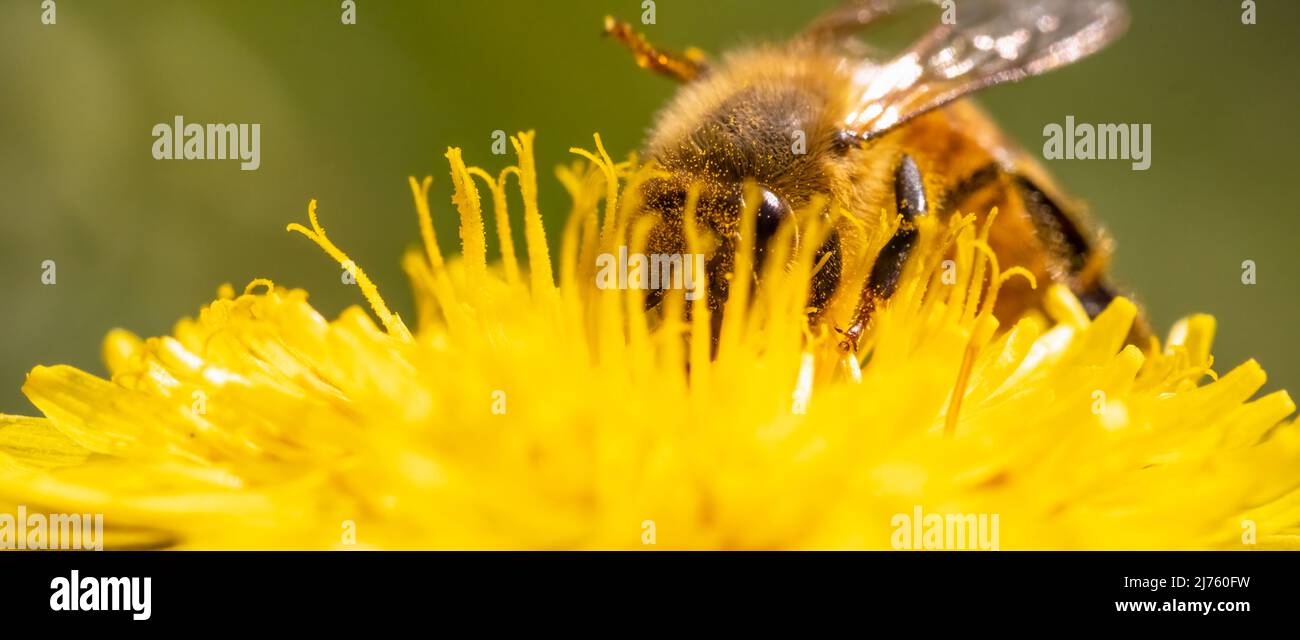 Detail closeup of honeybee, Apis Mellifera, european, western honey bee ...