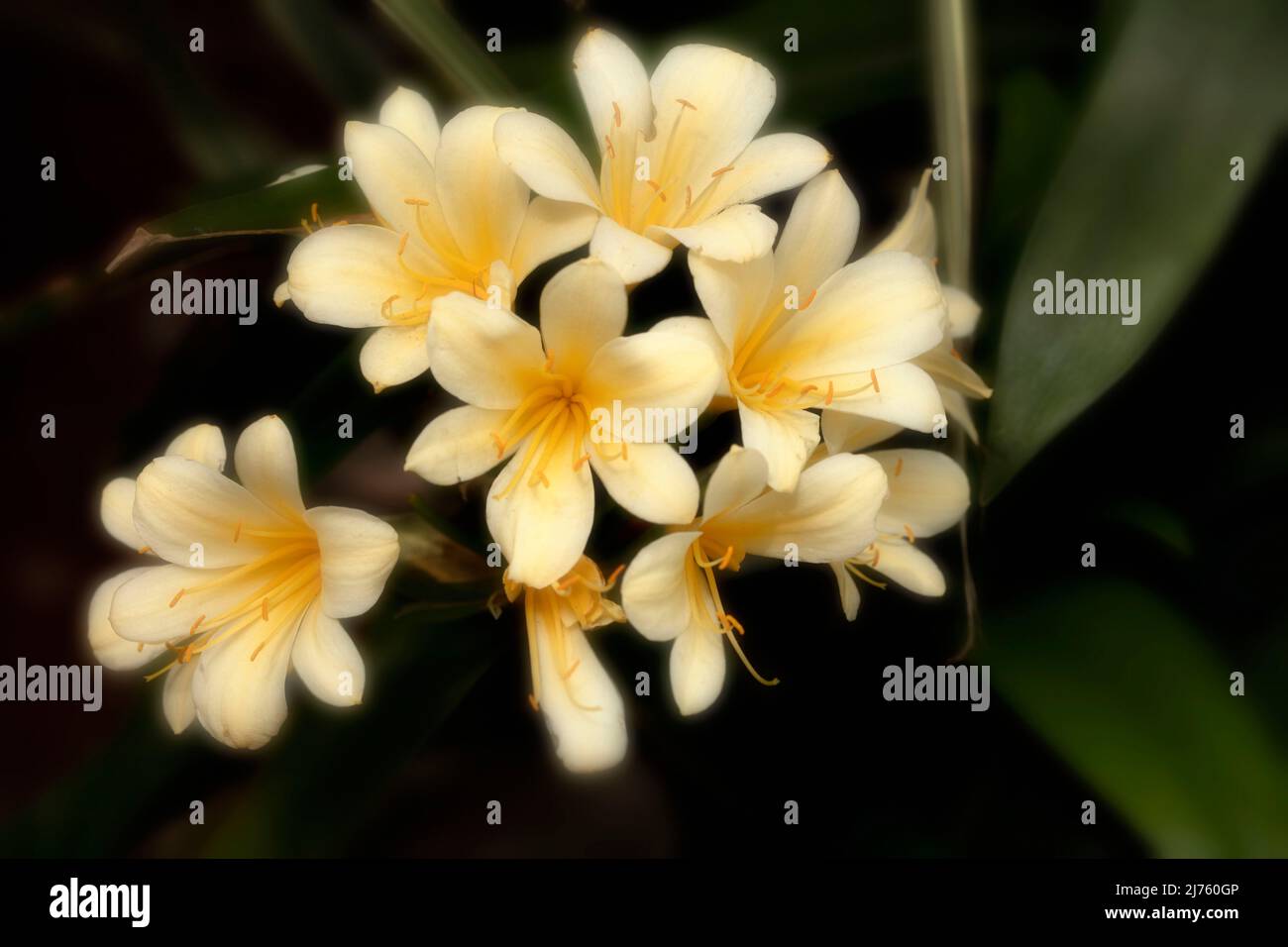 Clivia bodnant yellow hi-res stock photography and images - Alamy