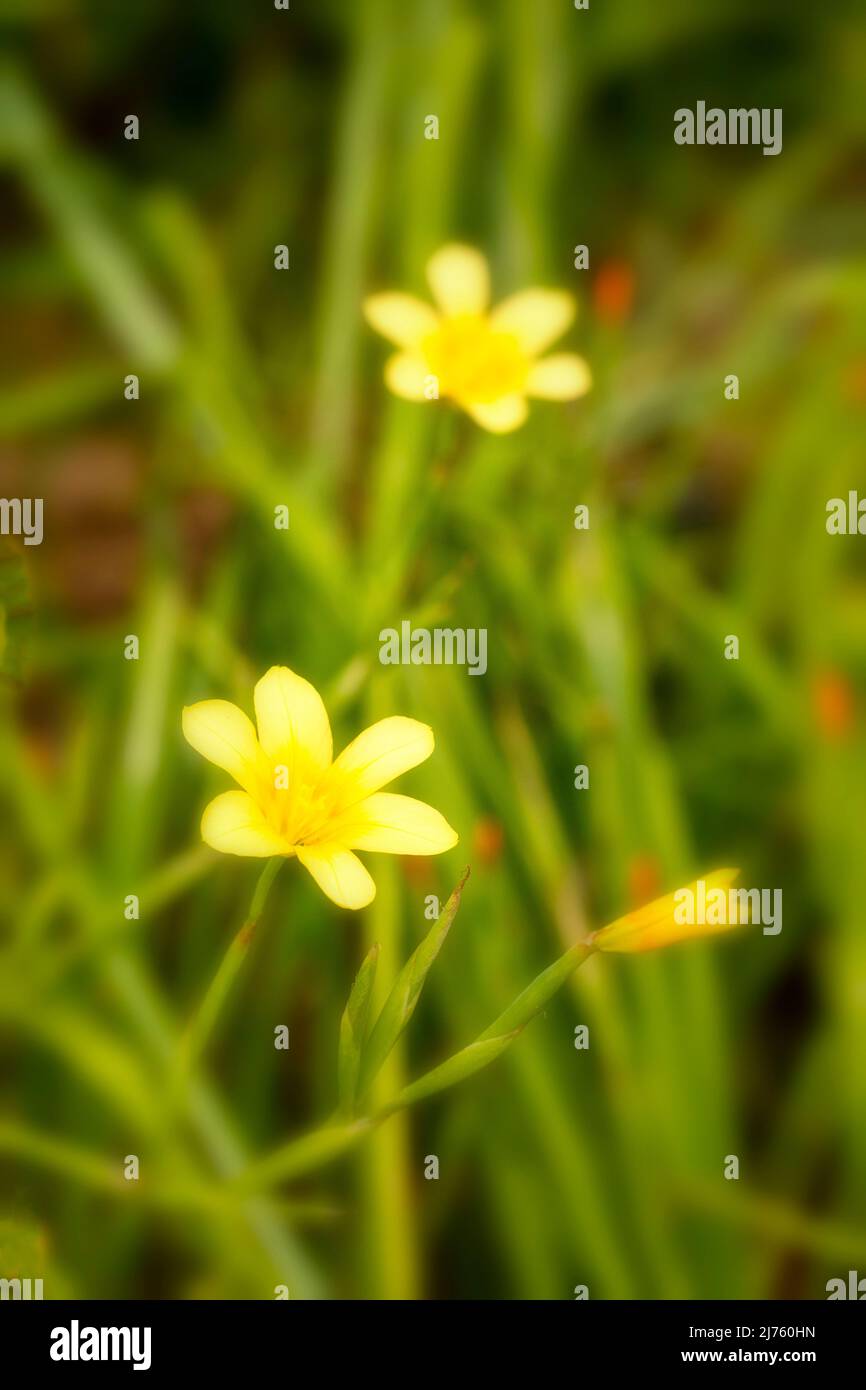 Spindly Moraea Collina, Cape tulip, flowers and foliage Stock Photo - Alamy