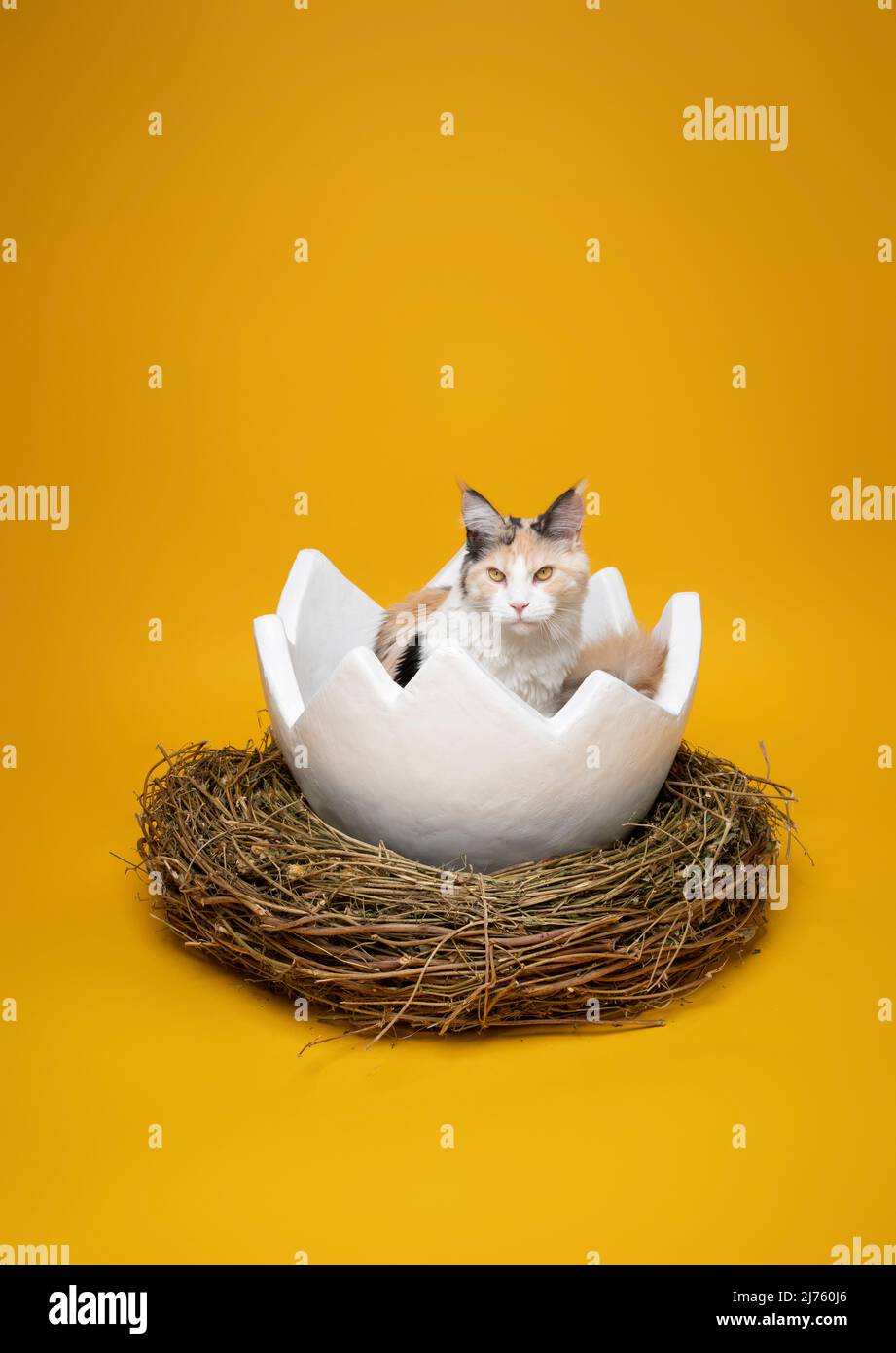 calico maine coon cat sitting inside of large easter egg shell in ...