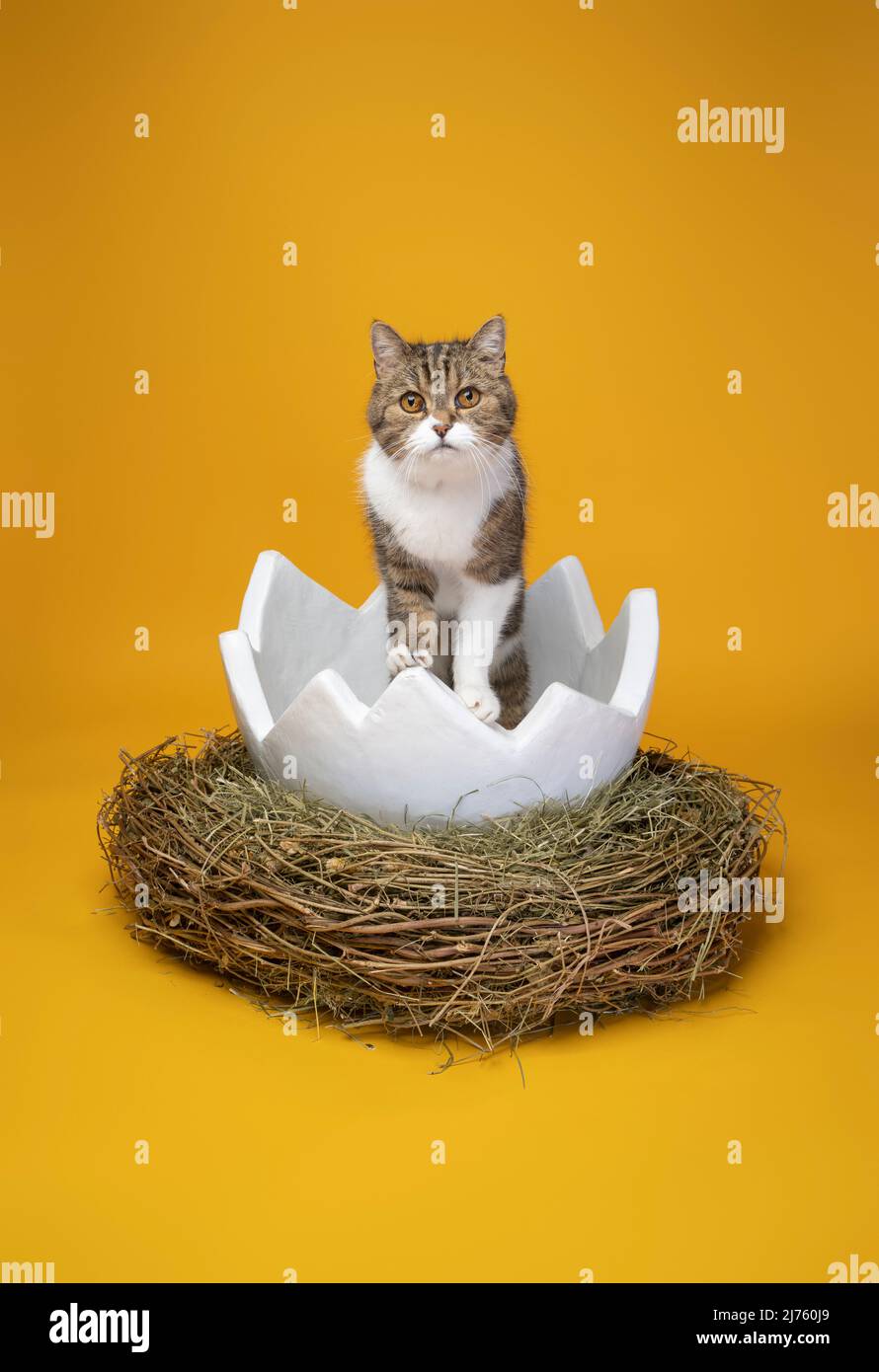 tabby white cat inside of white easter egg shell in nest raising paw on ...