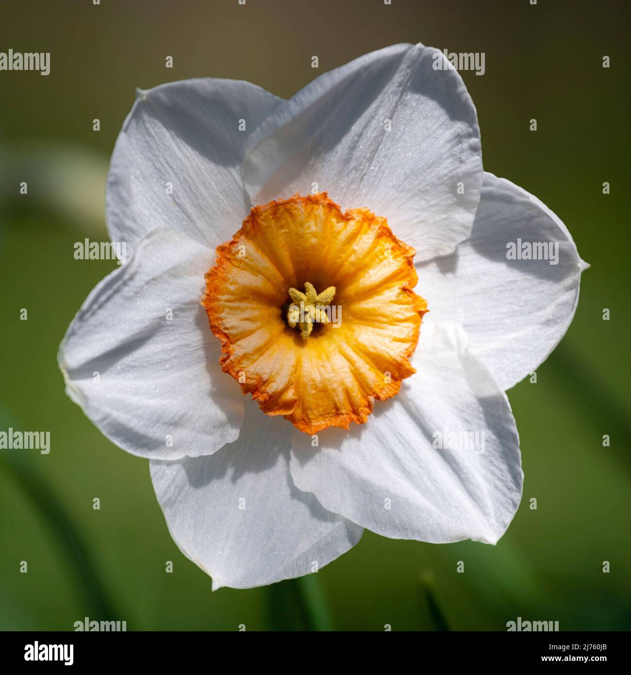 White daffodil with orange secondary crown hi-res stock photography and ...