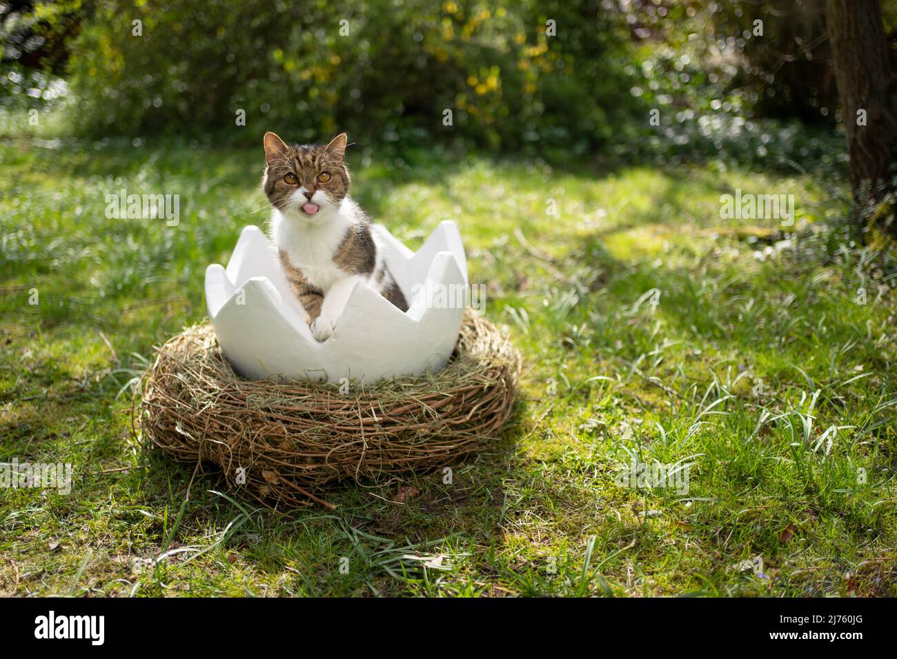 tabby white cat sitting inside of giant easter egg shell and easter ...