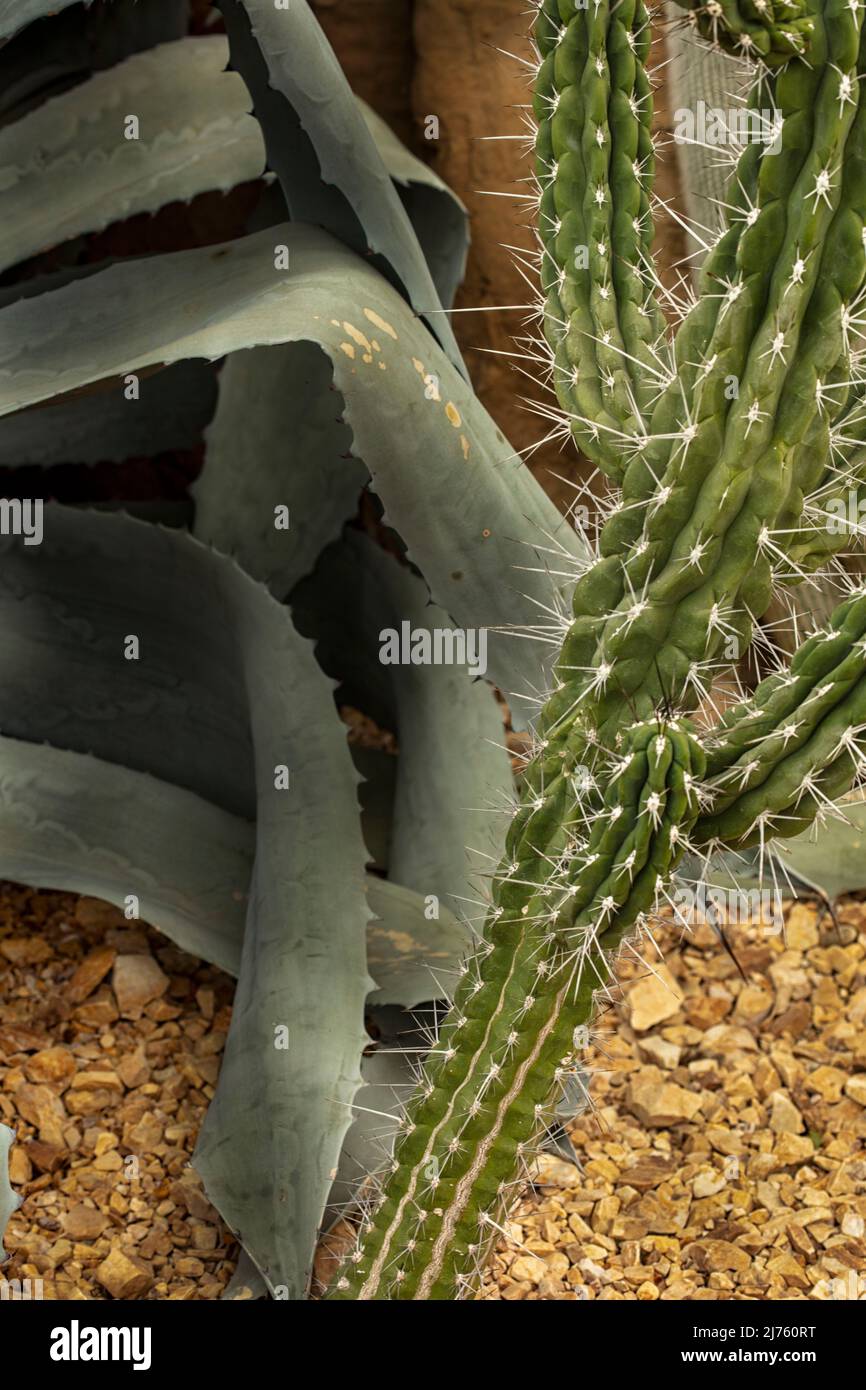 Prickly Stetsonia Coryne (toothpick cactus) indoors, natural plant ...