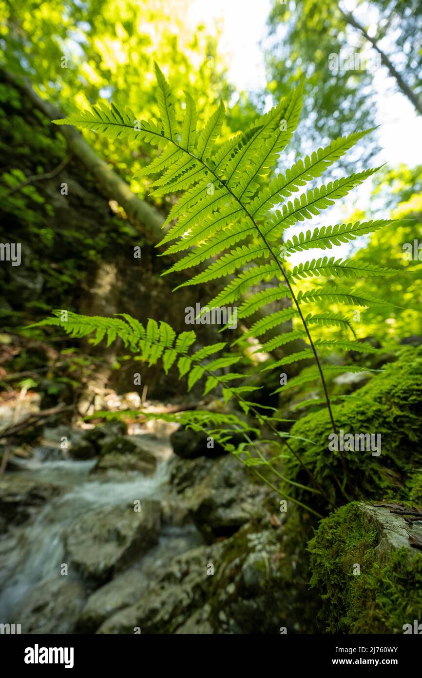 Green fern at the Kesselbach in the Bavarian Prealps at the Kesselbach ...