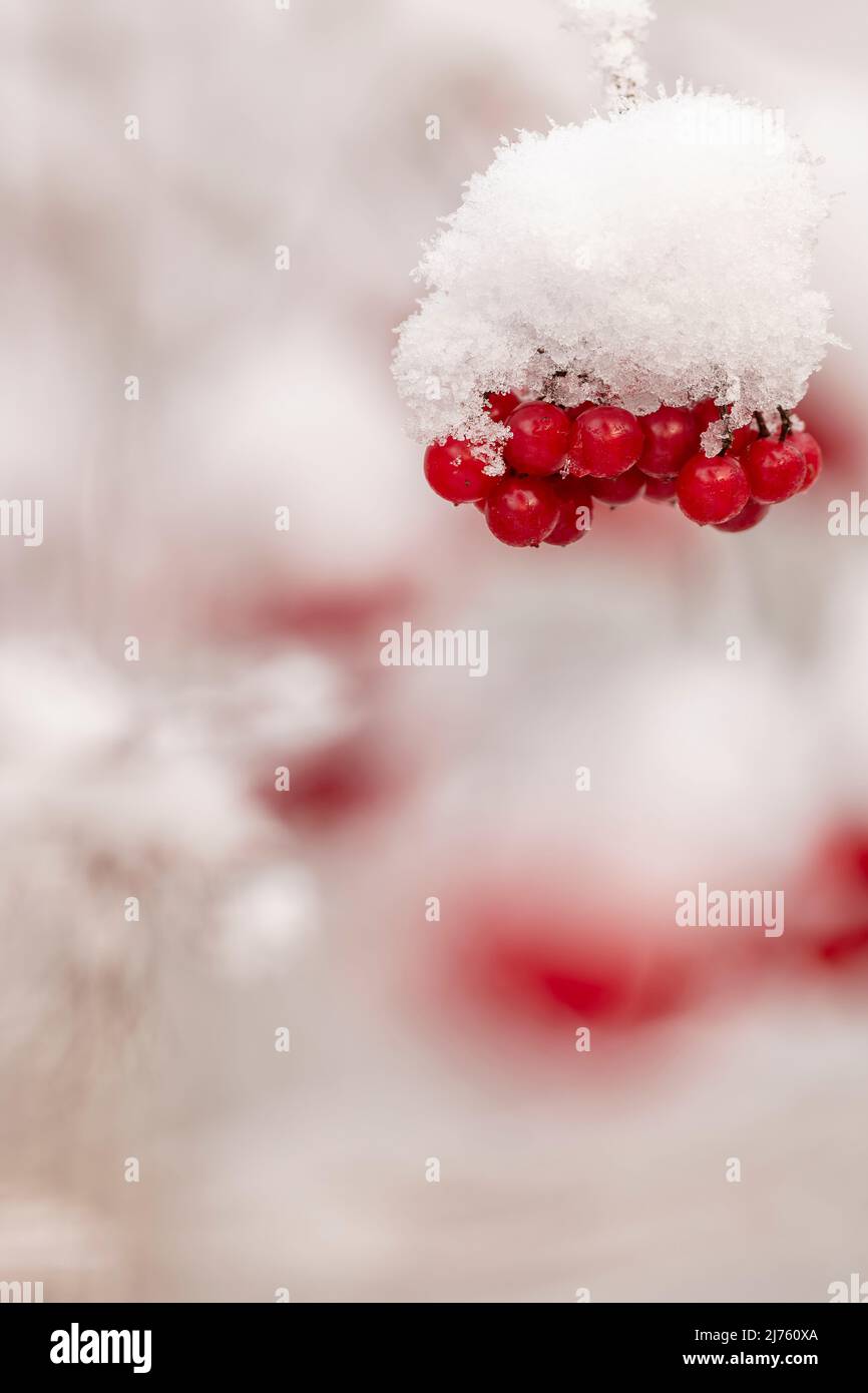 Red berry, fruit of red-fruited fence beet (Bryonia dioica) in snow and ...
