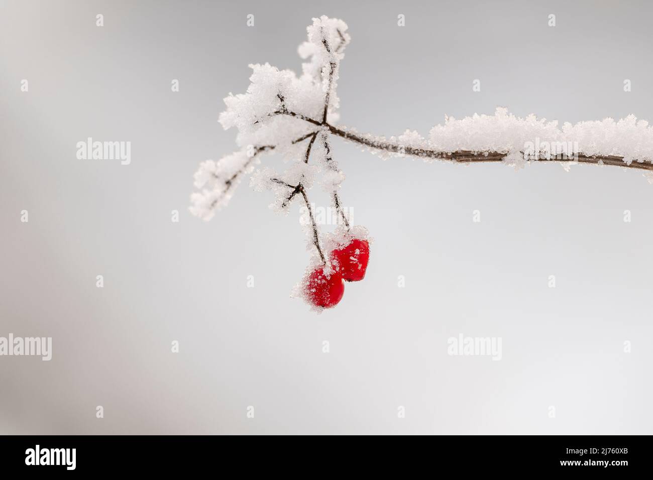 Red berry, fruit of red-fruited fence beet (Bryonia dioica) in snow and ...
