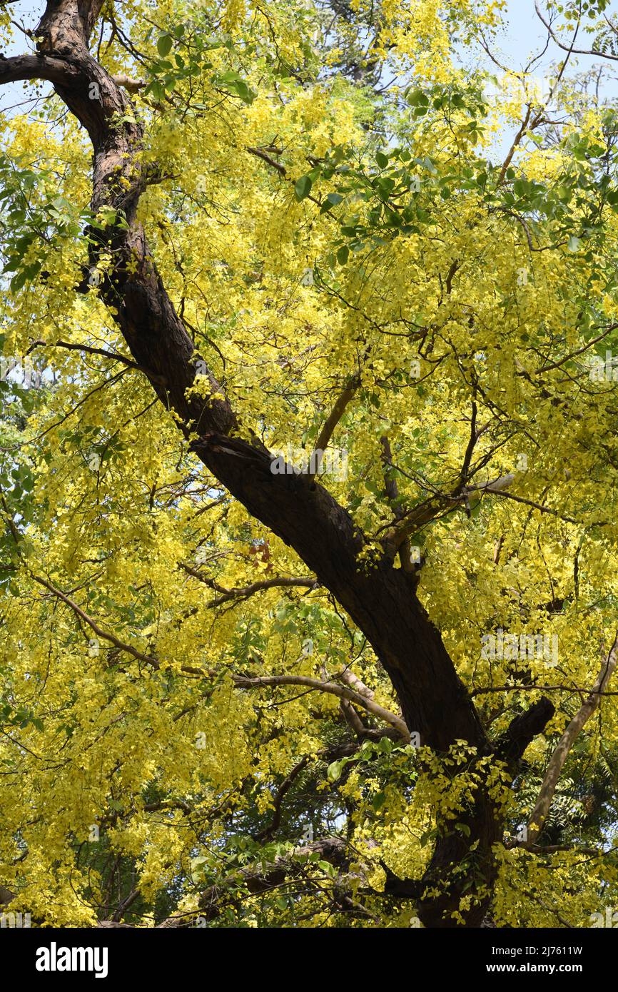 Cassia fistula or Golden Shower Tree in full bloom at Nana Rao Park or Company Bagh (formerly ...