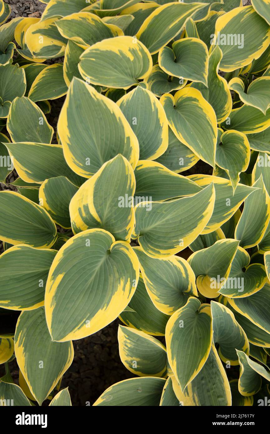 Semi abstract close-up plant portrait of Hosta 'First Frost’, plantain ...