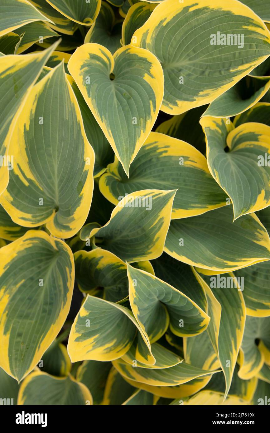 Semi abstract close-up plant portrait of Hosta 'First Frost’, plantain ...