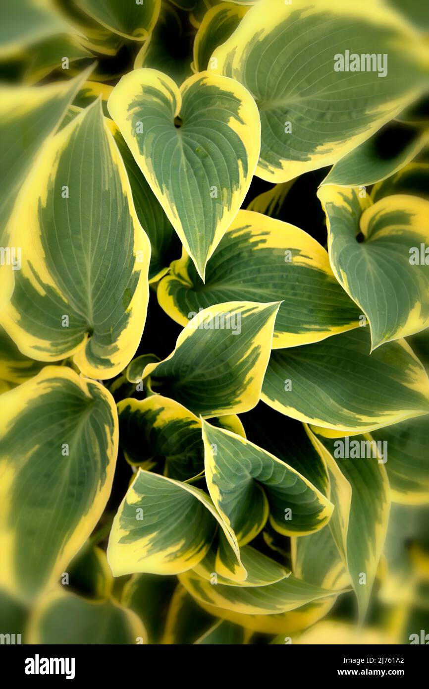 Semi abstract close-up plant portrait of Hosta 'First Frost’, plantain ...