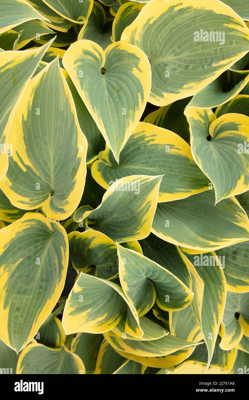 Semi abstract close-up plant portrait of Hosta 'First Frost’, plantain ...