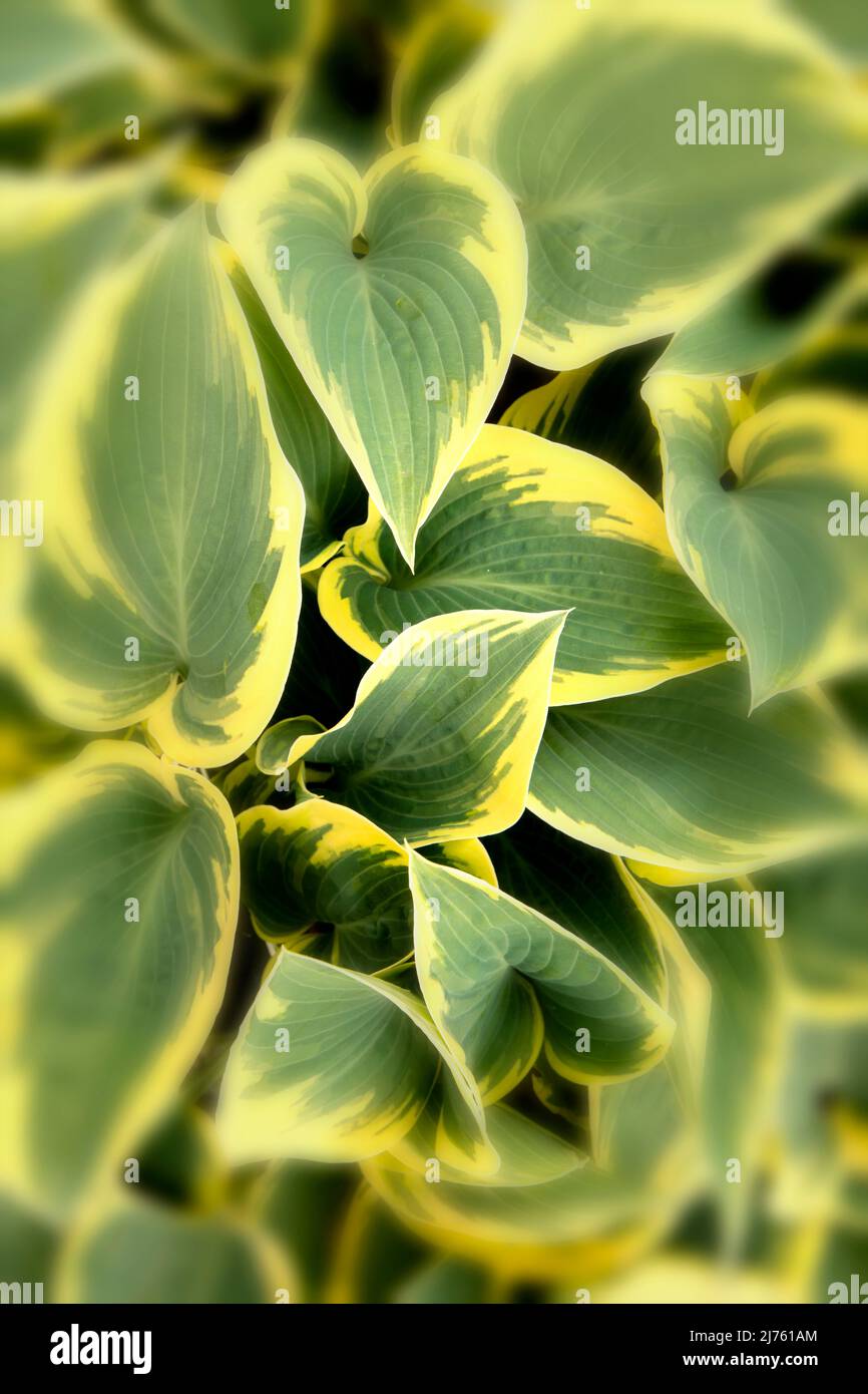 Semi abstract close-up plant portrait of Hosta 'First Frost’, plantain ...