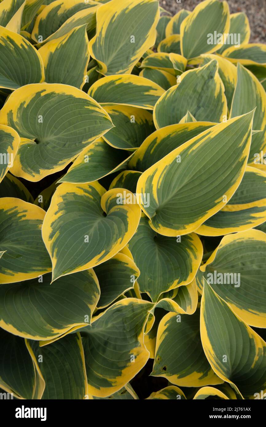 Semi abstract close-up plant portrait of Hosta 'First Frost’, plantain ...