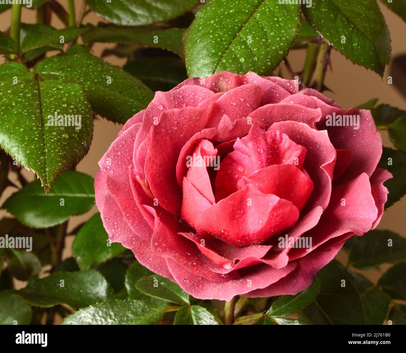 "Hot Cocoa" Rose against a Green Background Stock Photo - Alamy