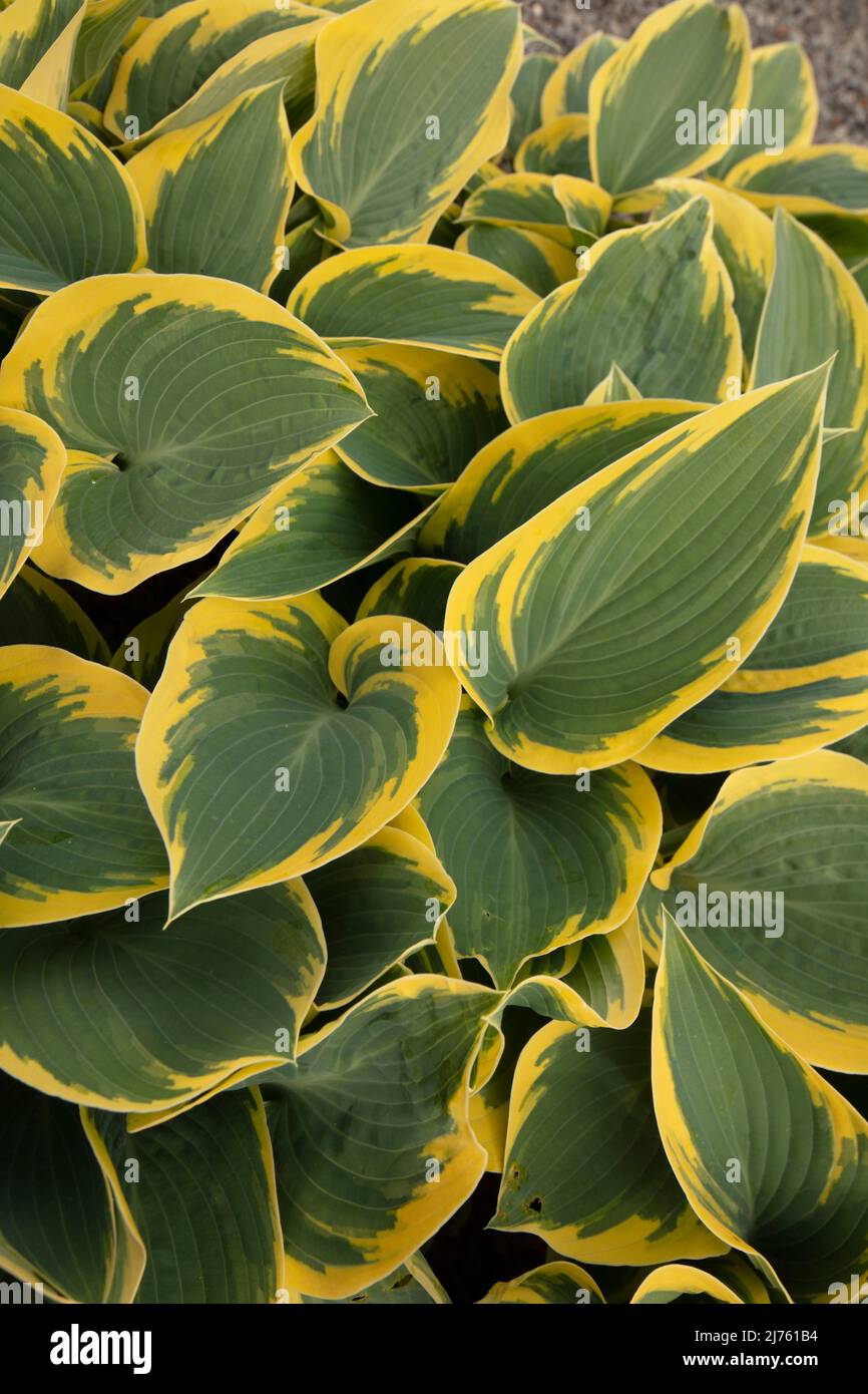 Semi abstract close-up plant portrait of Hosta 'First Frost’, plantain ...