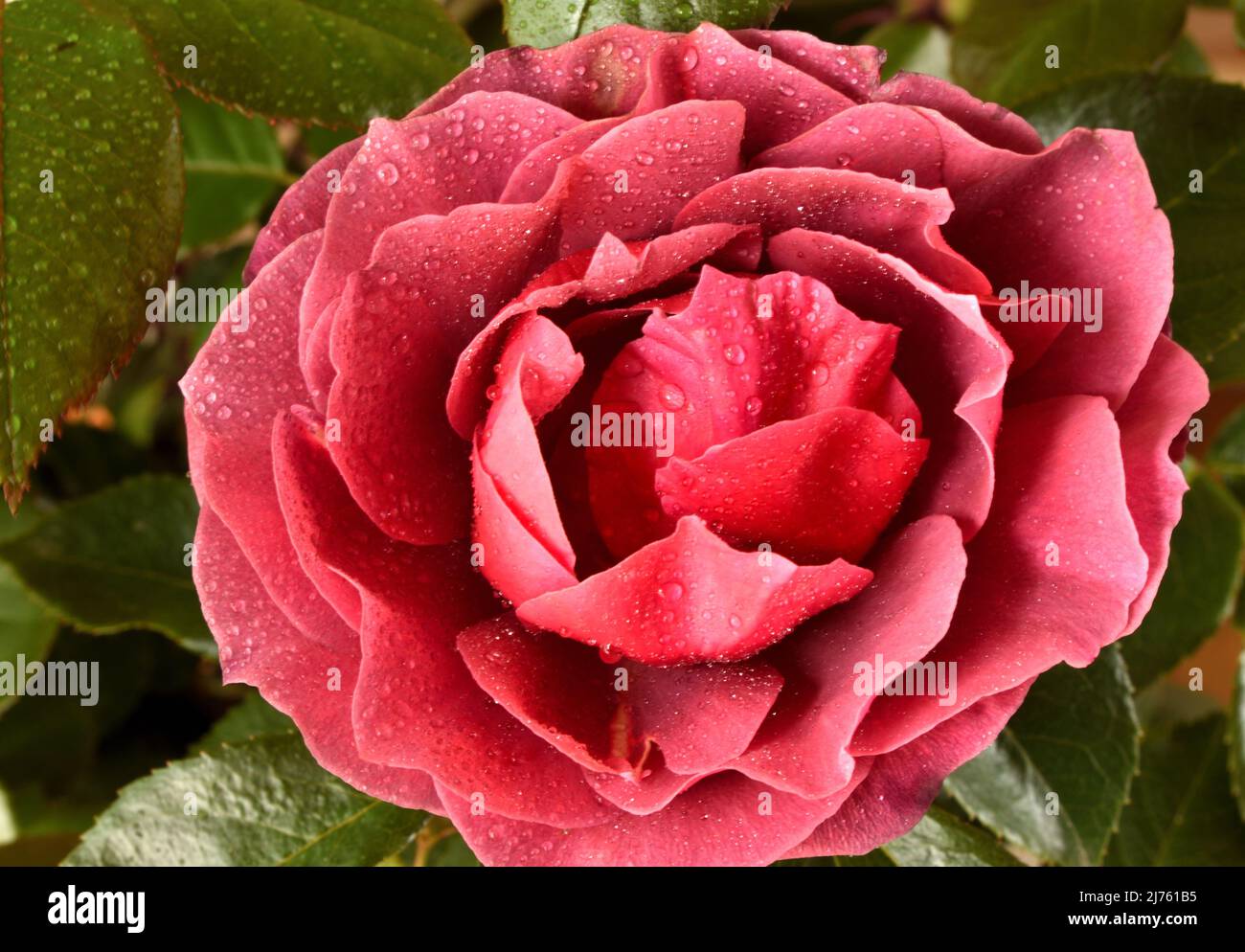 Cocoa flower hi-res stock photography and images - Alamy
