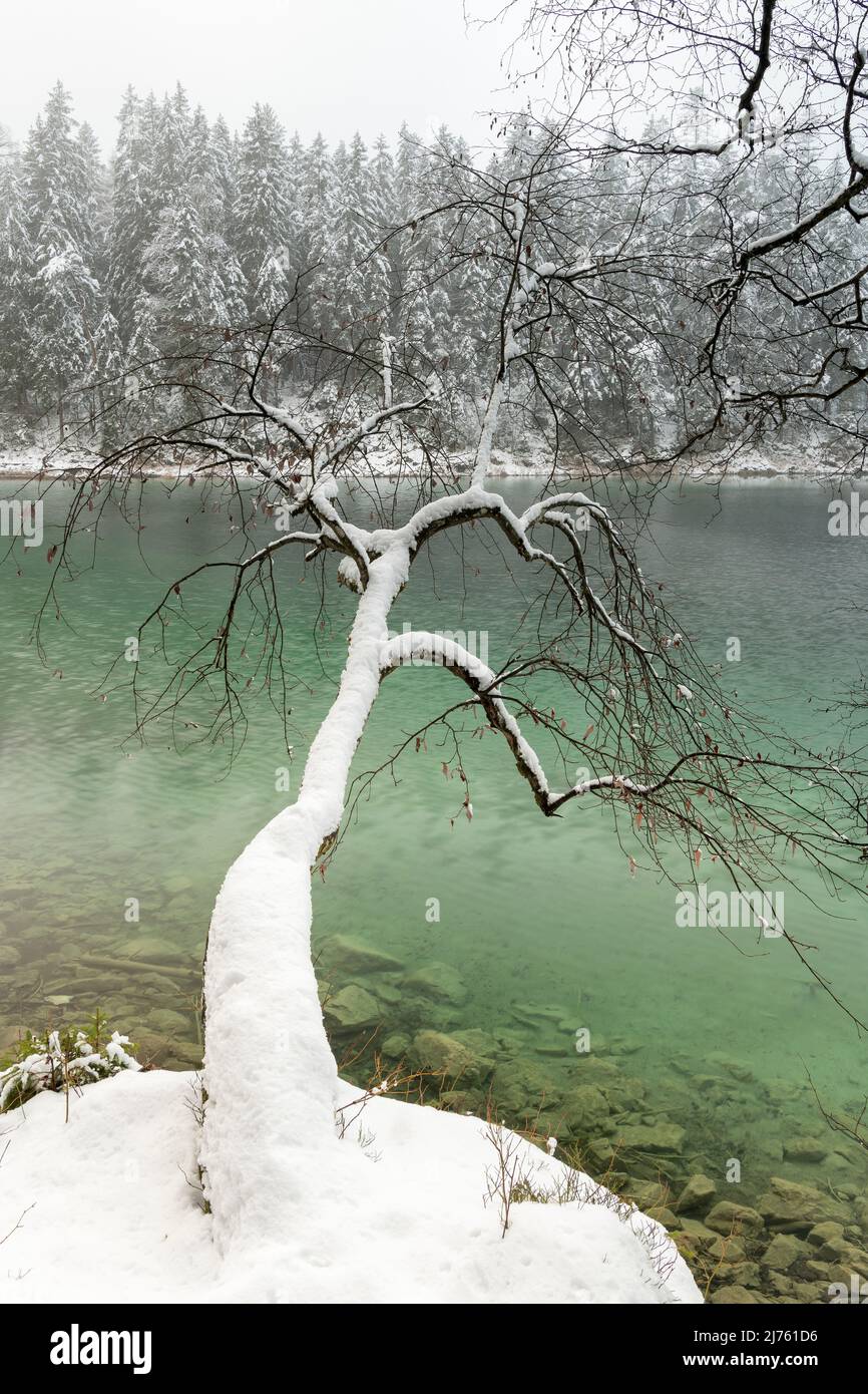 A snowed-in yew tree in winter at the Eibsee lake Stock Photo - Alamy