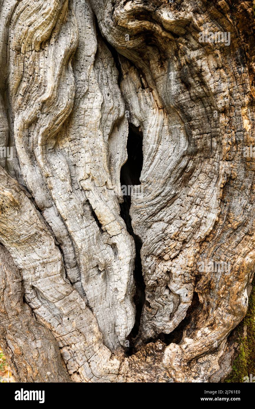 Trunk of a very old maple tree in the Karwendel mountains Stock Photo ...