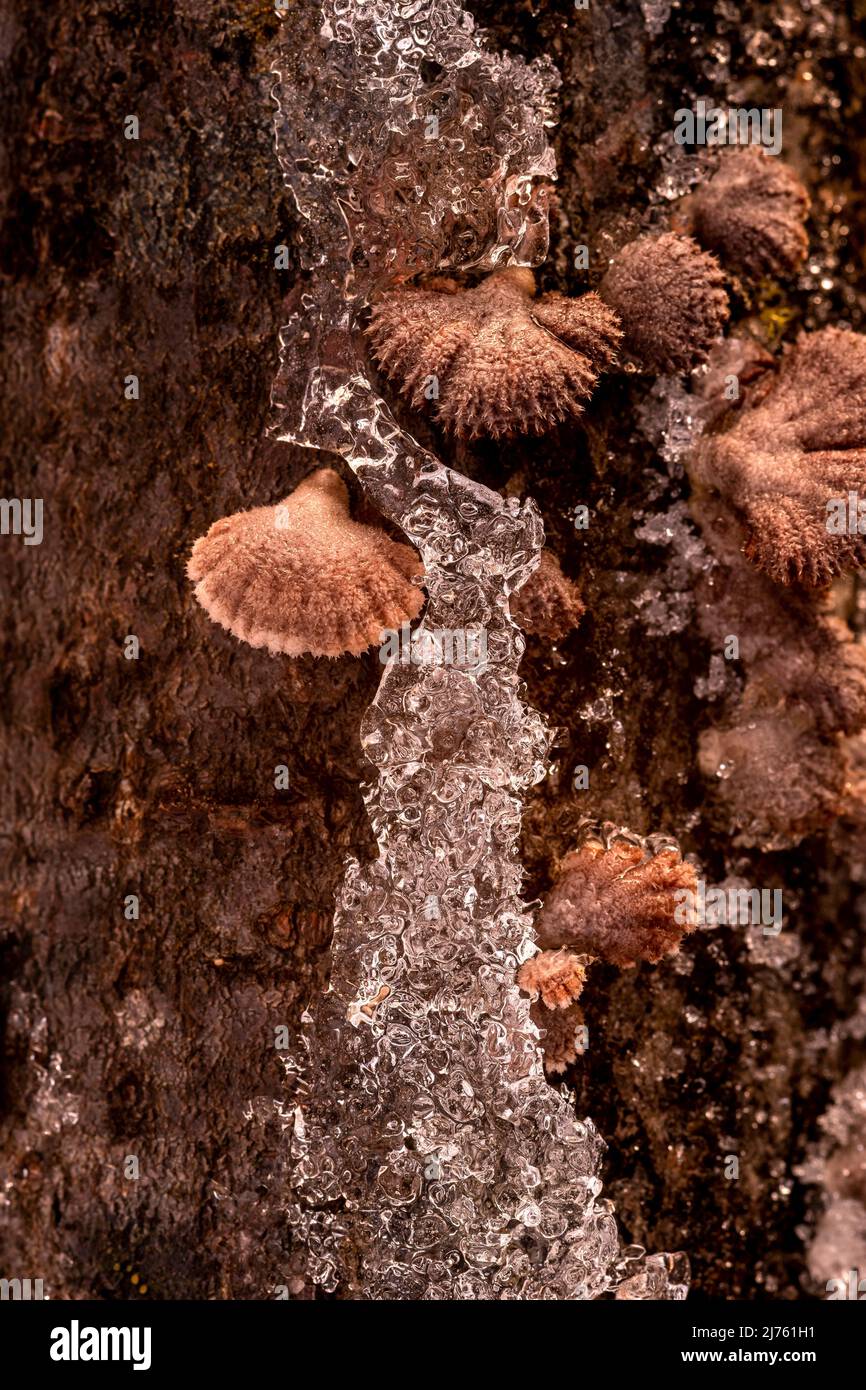 Tree fungi between ice crystals on a log, common split-leaf fungus ...