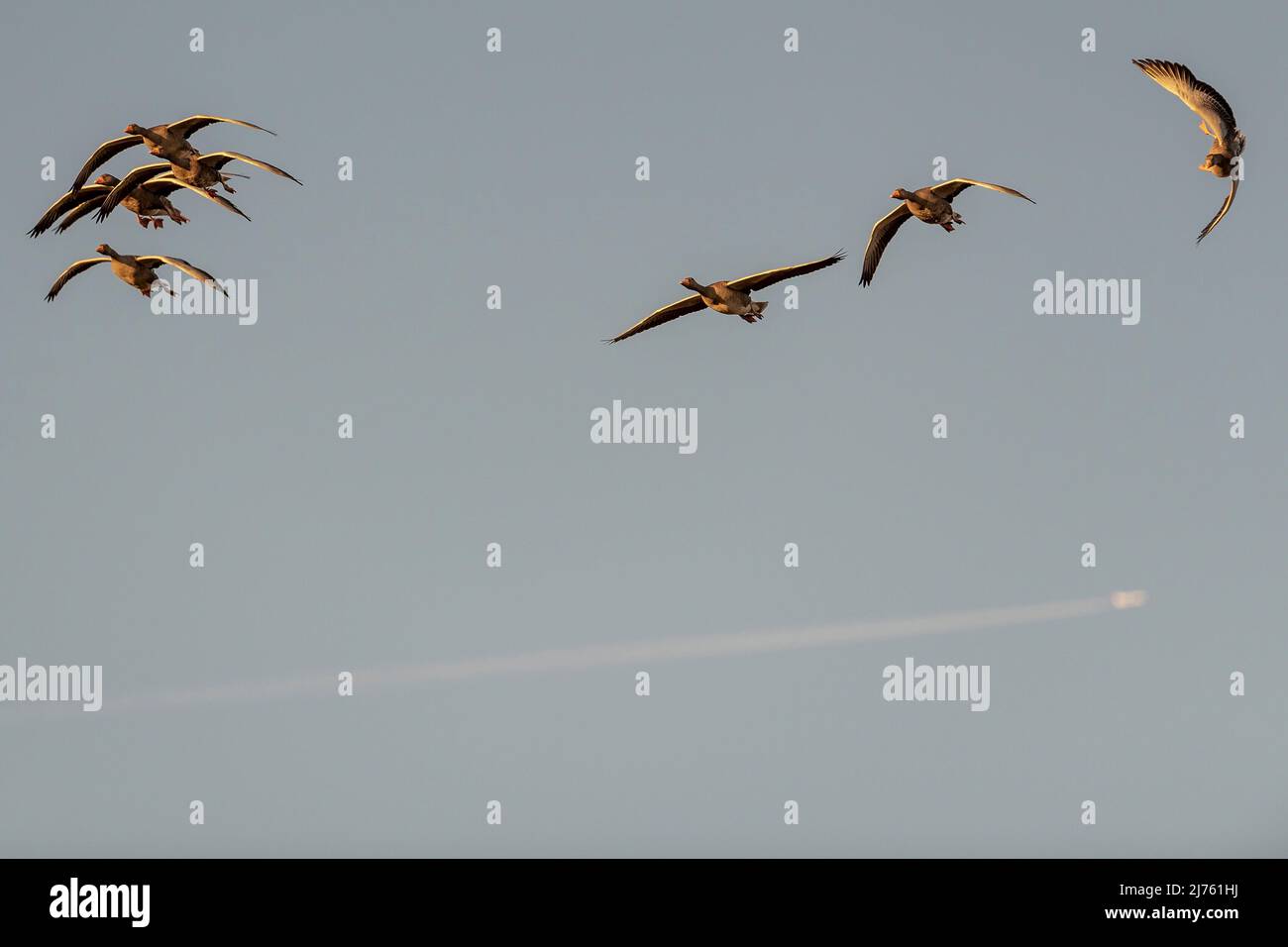 A group of gray geese in the warm evening light during flight exercises ...